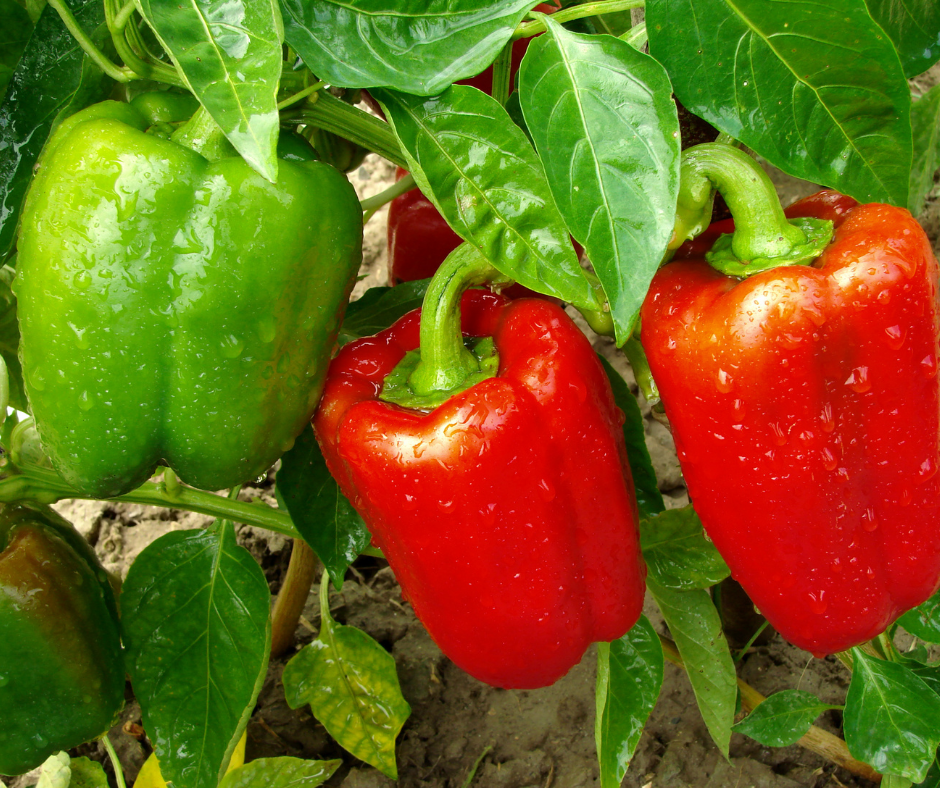 À la découverte du poivron - C'est moi le Chef!